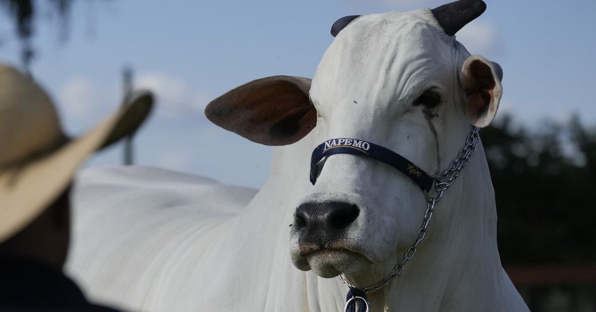 She’s the world’s most expensive cow, and part of Brazil’s plan to put ...