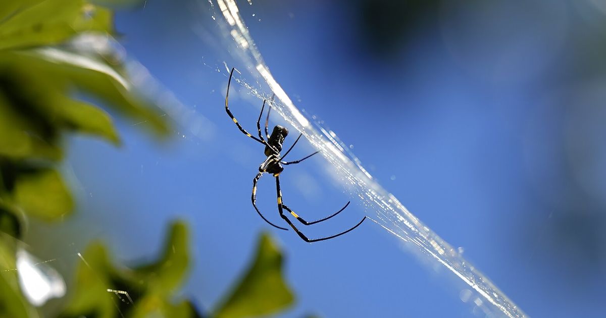 They’re big. They’re colorful. But Joro spiders aren’t nightmare fodder ...