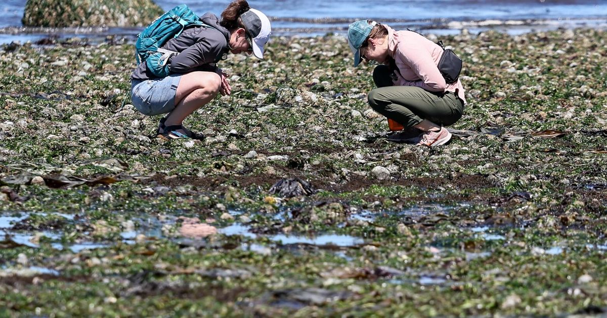 Where to see creatures as Puget Sound has lowest tides of year | The ...
