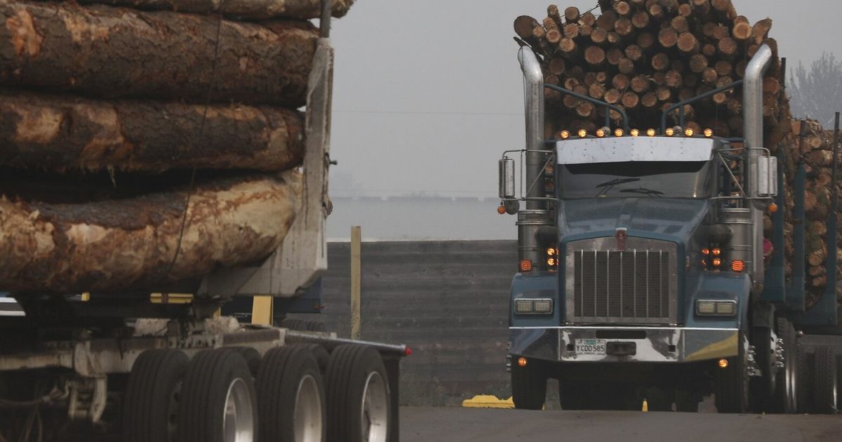 Plans for an ailing Oregon forest include logging; environmentalists ...