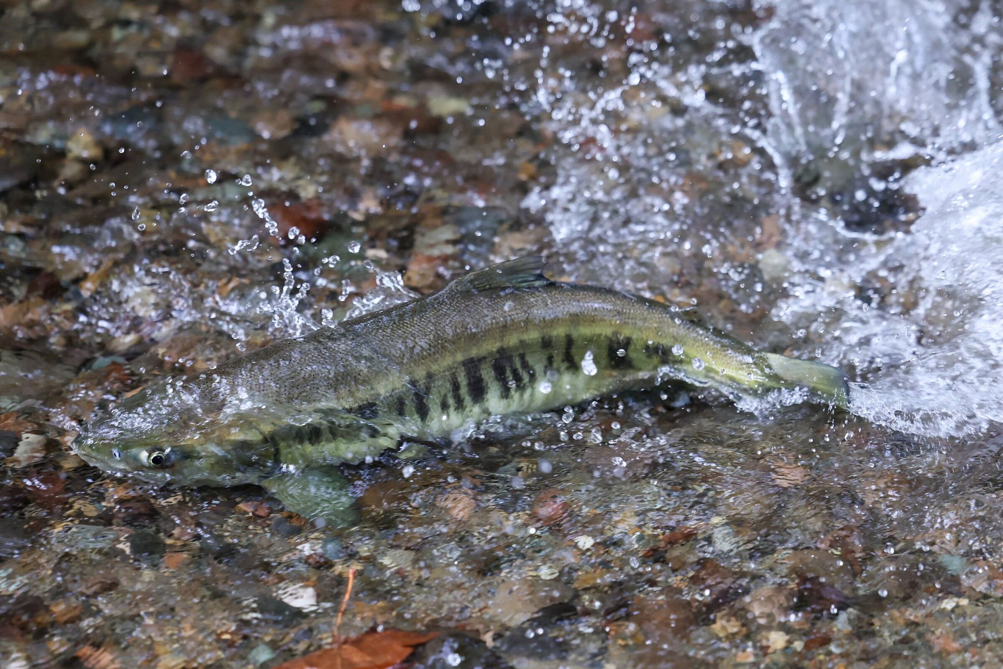 Chum Salmon Spawning