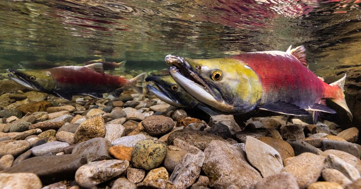 The bigger picture behind the ambitious, complicated photos of ‘Big ...