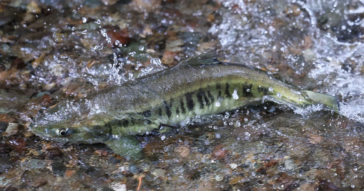 Success of Hood Canal summer chum gives hope for salmon recovery | The ...