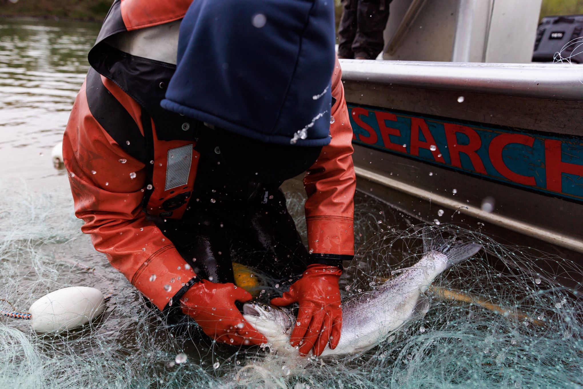 In Pacific Northwest, steelhead risk extinction nearly everywhere | The ...