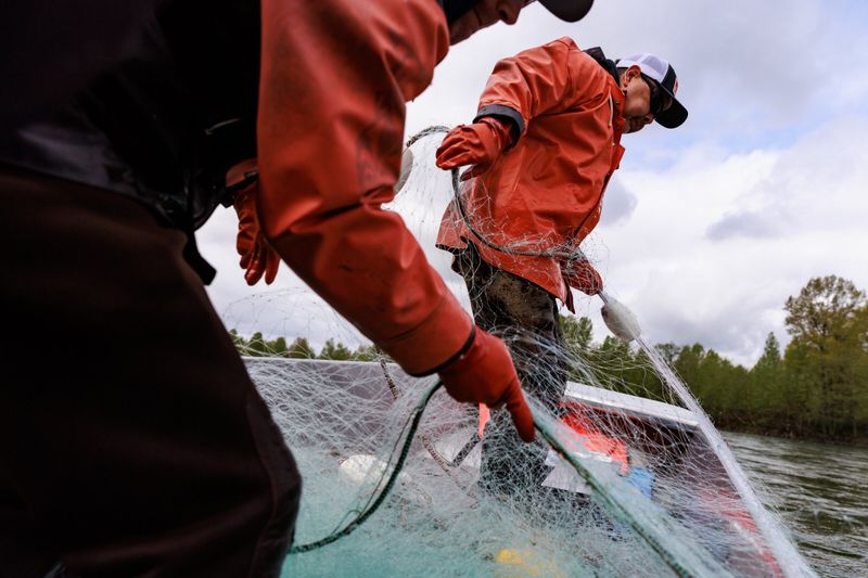 In Pacific Northwest, steelhead risk extinction nearly everywhere | The ...