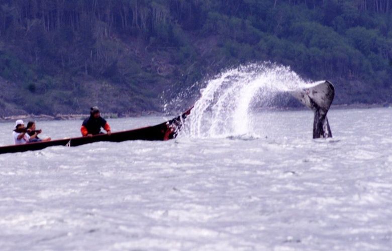 Large whale group spotted off New England includes orca eating a tuna ...