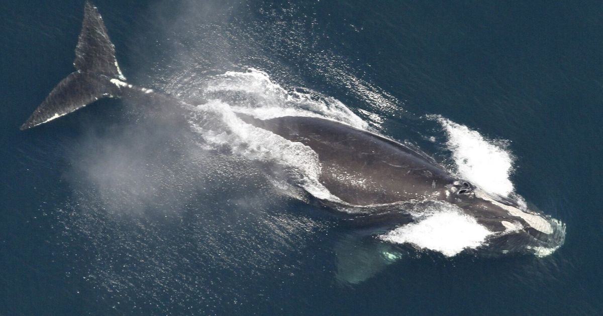Large whale group spotted off New England includes orca eating a tuna ...