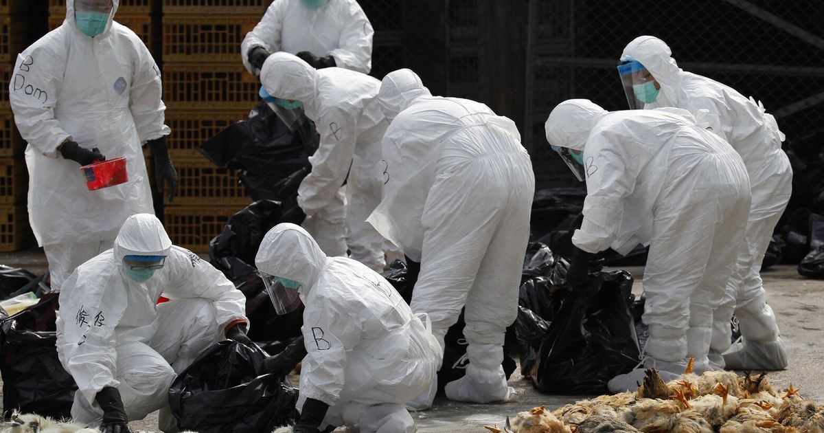 A bird-flu pandemic in people? Here’s what it might look like. | The ...