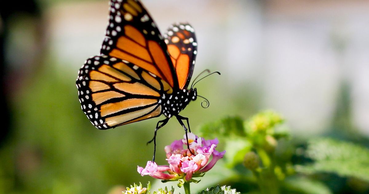‘Detective work’ on butterfly declines reveals a prime suspect | The ...
