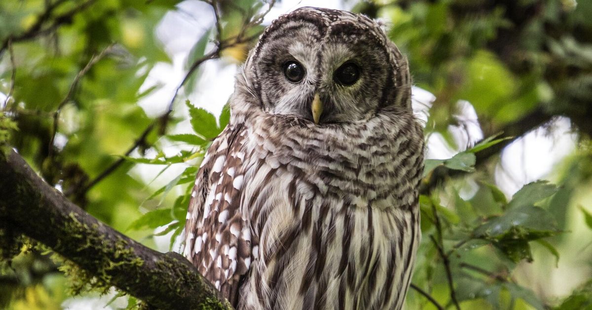 WA lands commissioner wary of federal plan to kill thousands of owls ...