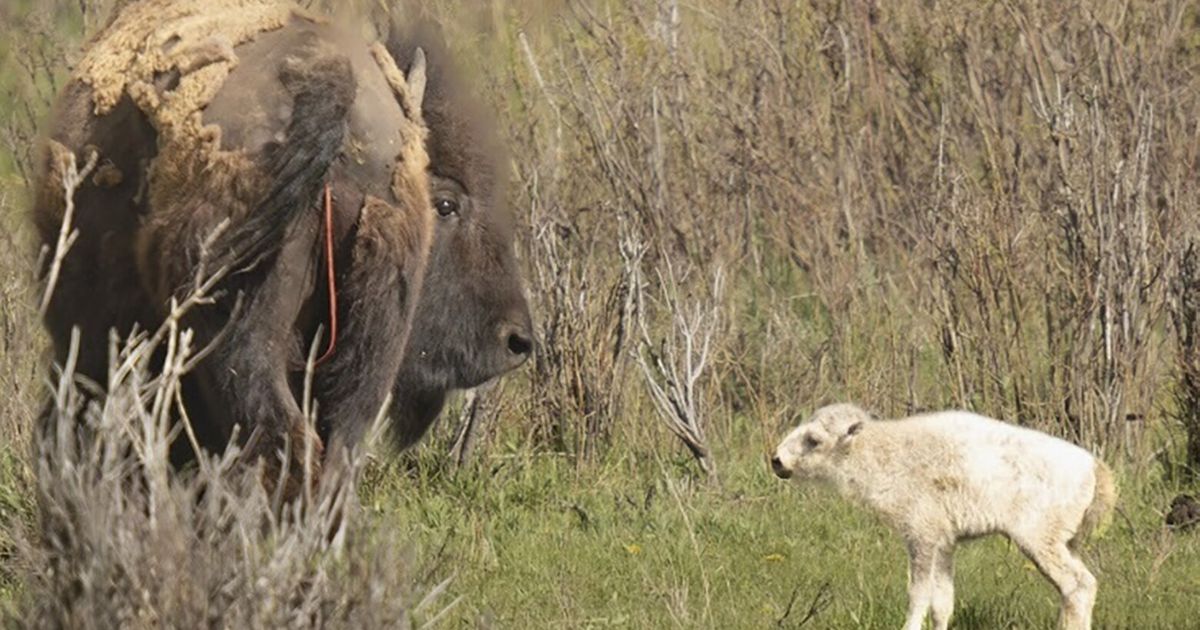 Rare white buffalo sacred to Native Americans has not been seen since ...