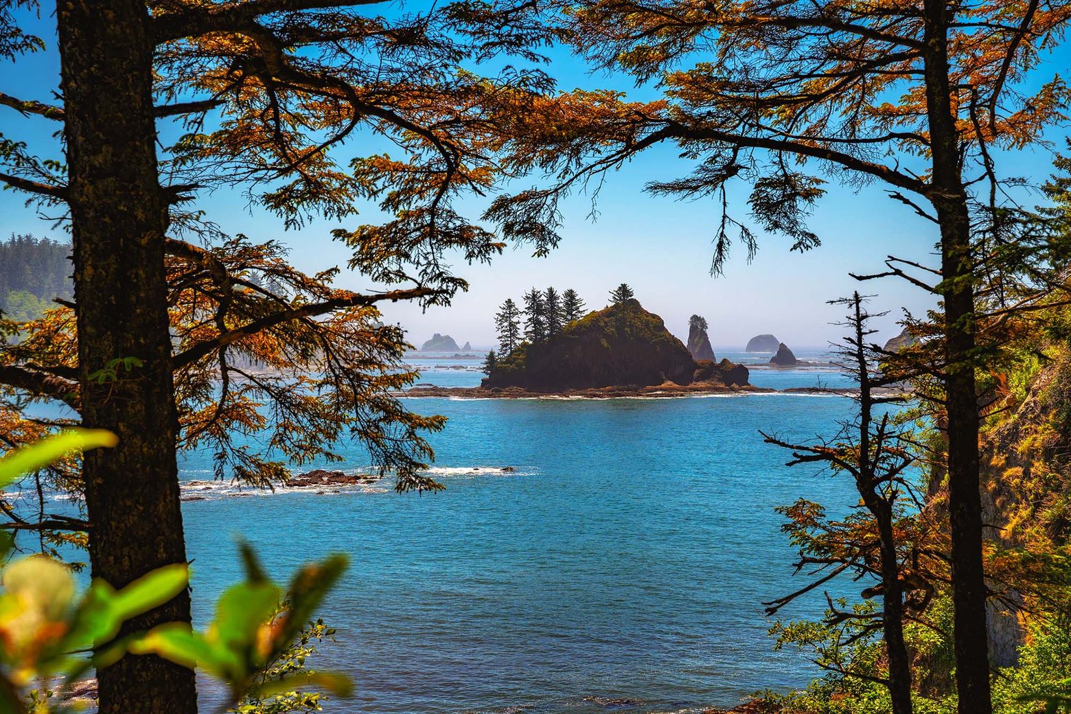 Olympic National Forest Washington