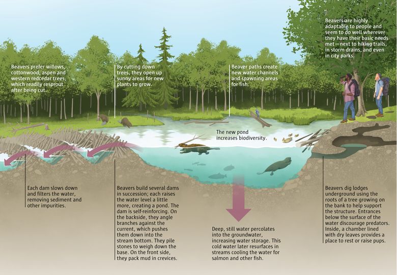 Beavers Habitat