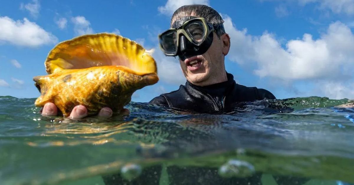 Florida conchs are in hot water. Can moving them deeper revive a ...