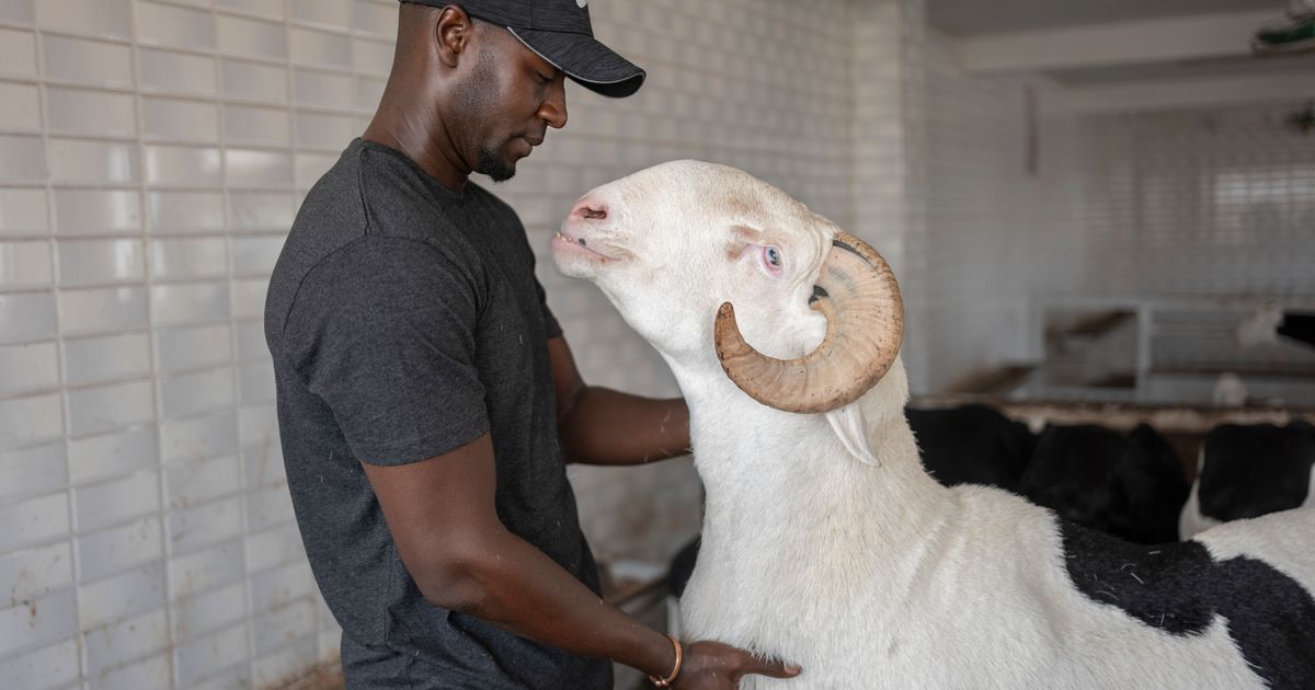 On Eid al-Adha, Senegal’s star sheep are for luxury, not sacrifice ...