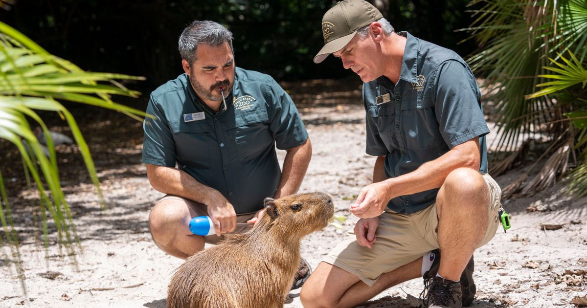 Female capybara goes to Florida as part of a breeding program for the ...
