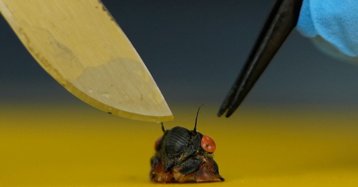 Collecting sex-crazed zombie cicadas on speed: Scientists track a bug ...