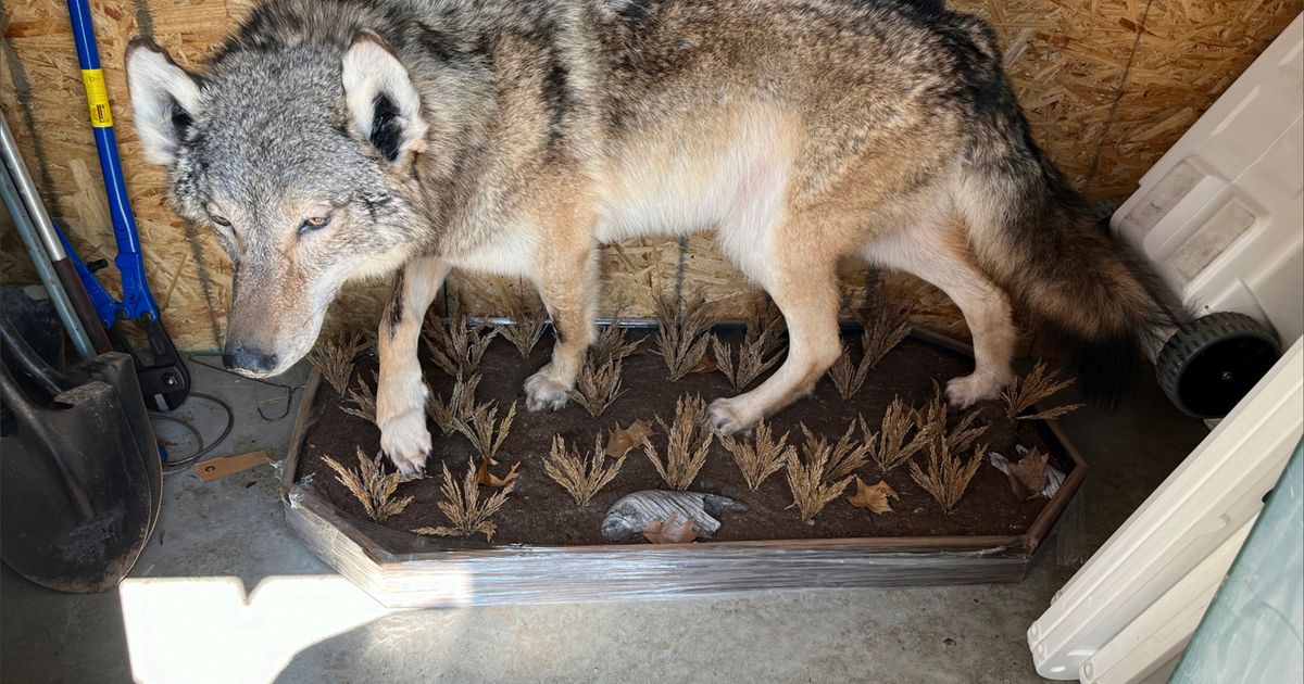No charges in killing of gray wolf in southern Michigan. Experts ...