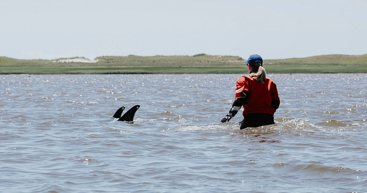 Up to 125 Atlantic white-sided dolphins stranded in Cape Cod waters ...