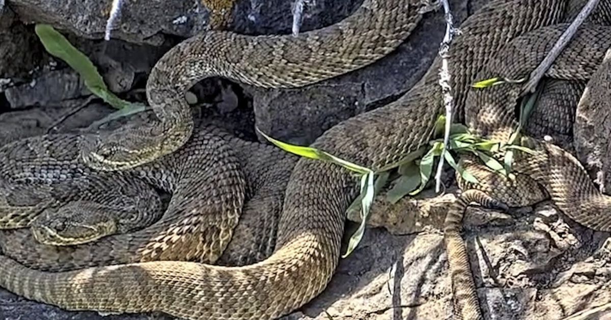 Webcam monitors hundreds of rattlesnakes at a Colorado ‘mega den’ for ...