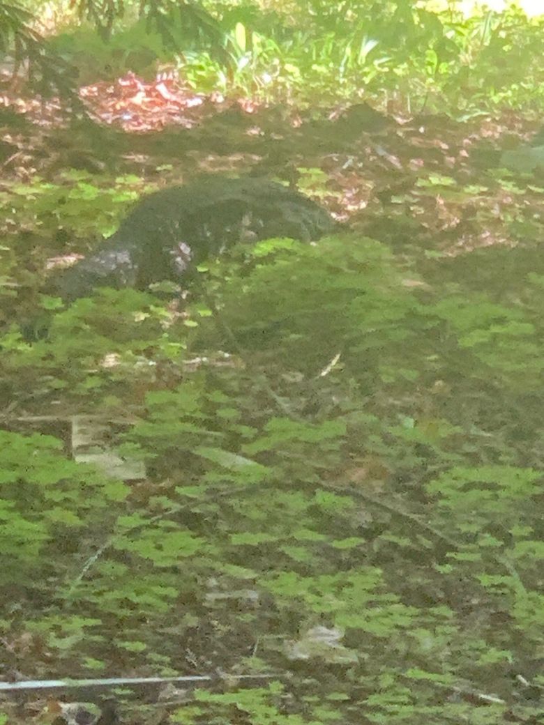 Alligators Forest Washington State Alligators Everywhere – Florida