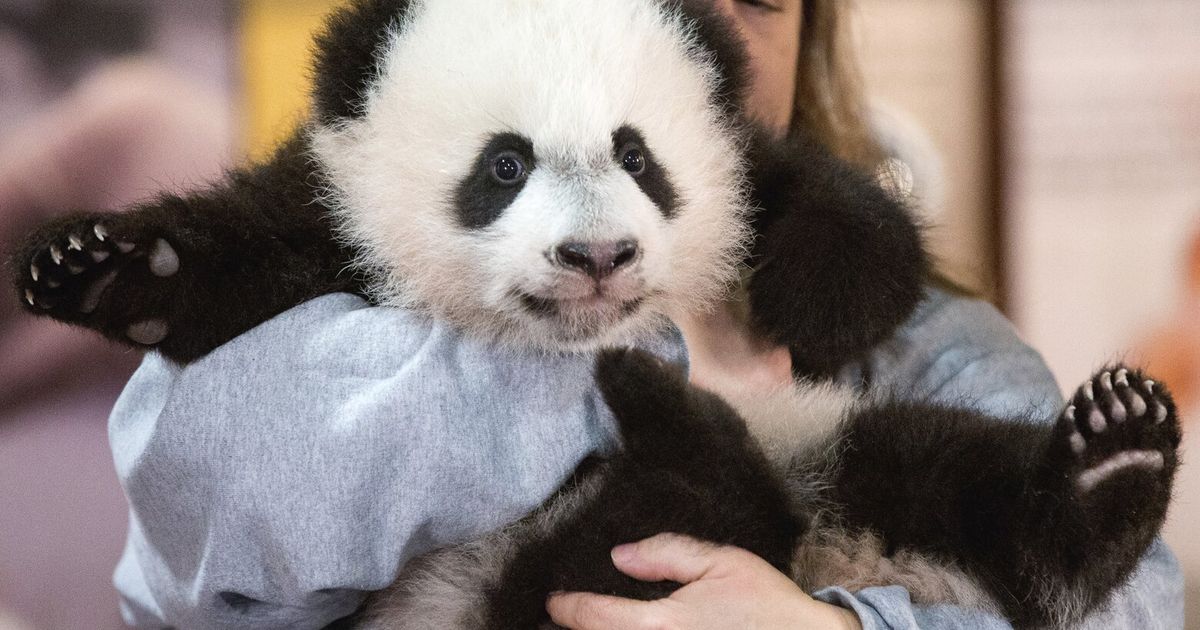 The winner in China’s panda diplomacy: the pandas themselves | The ...