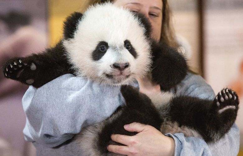 DIDI TANG | The Seattle Times