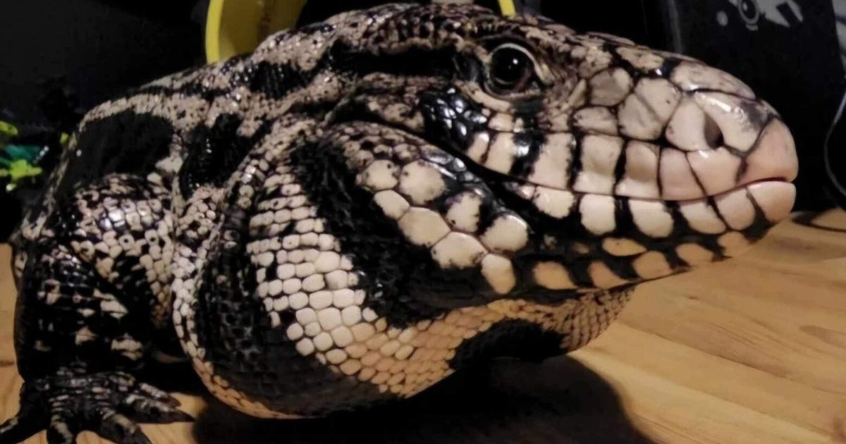 The ‘Gator of Granite’ is actually a ‘sweet’ pet lizard named Tazz ...