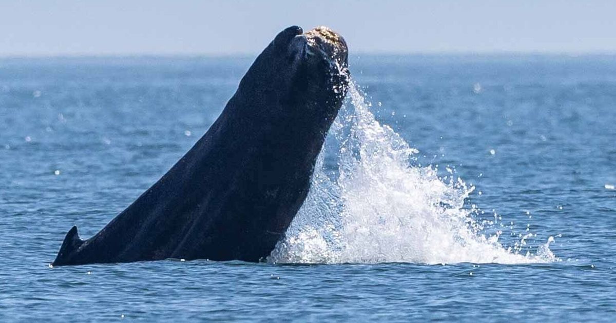 This humpback lost its tail — but swims on in Salish Sea | The Seattle ...
