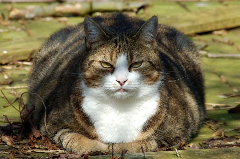 Obese Cat