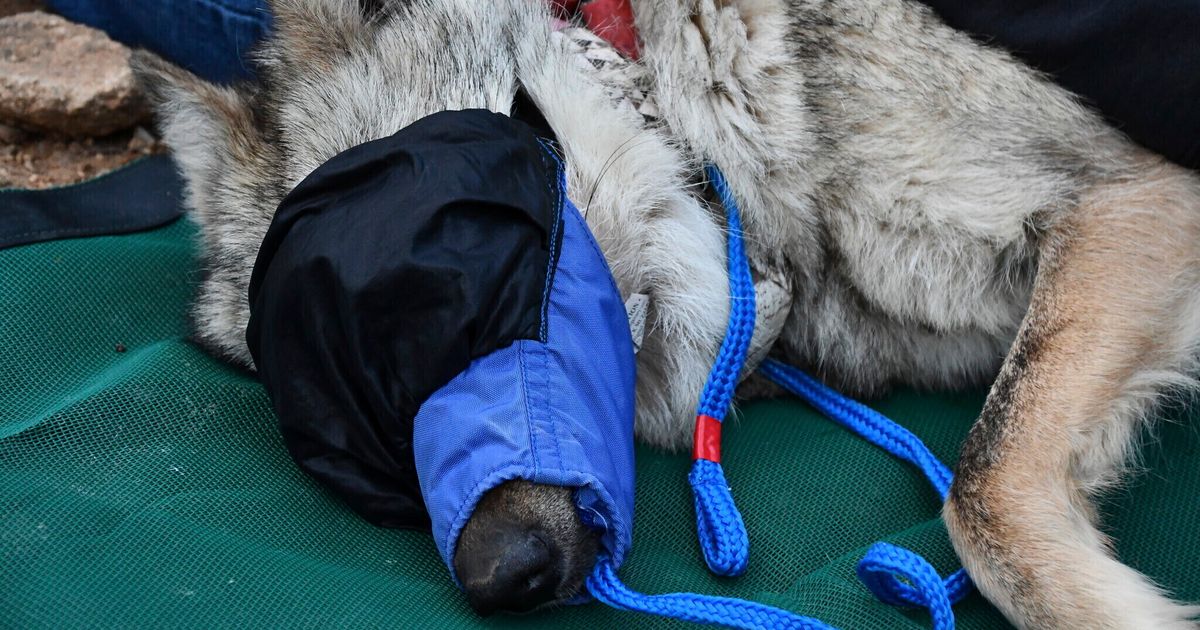 Wandering wolf of the Southwest confined through 2025 breeding season ...