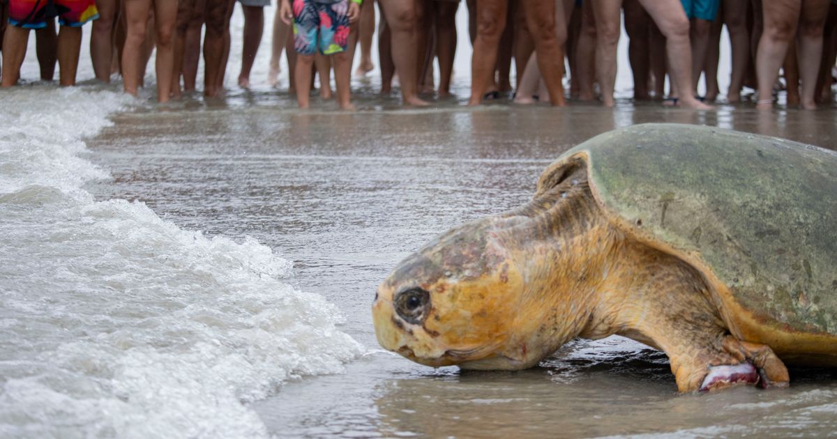 375-pound loggerhead sea turtle returns to Atlantic Ocean after 3 ...