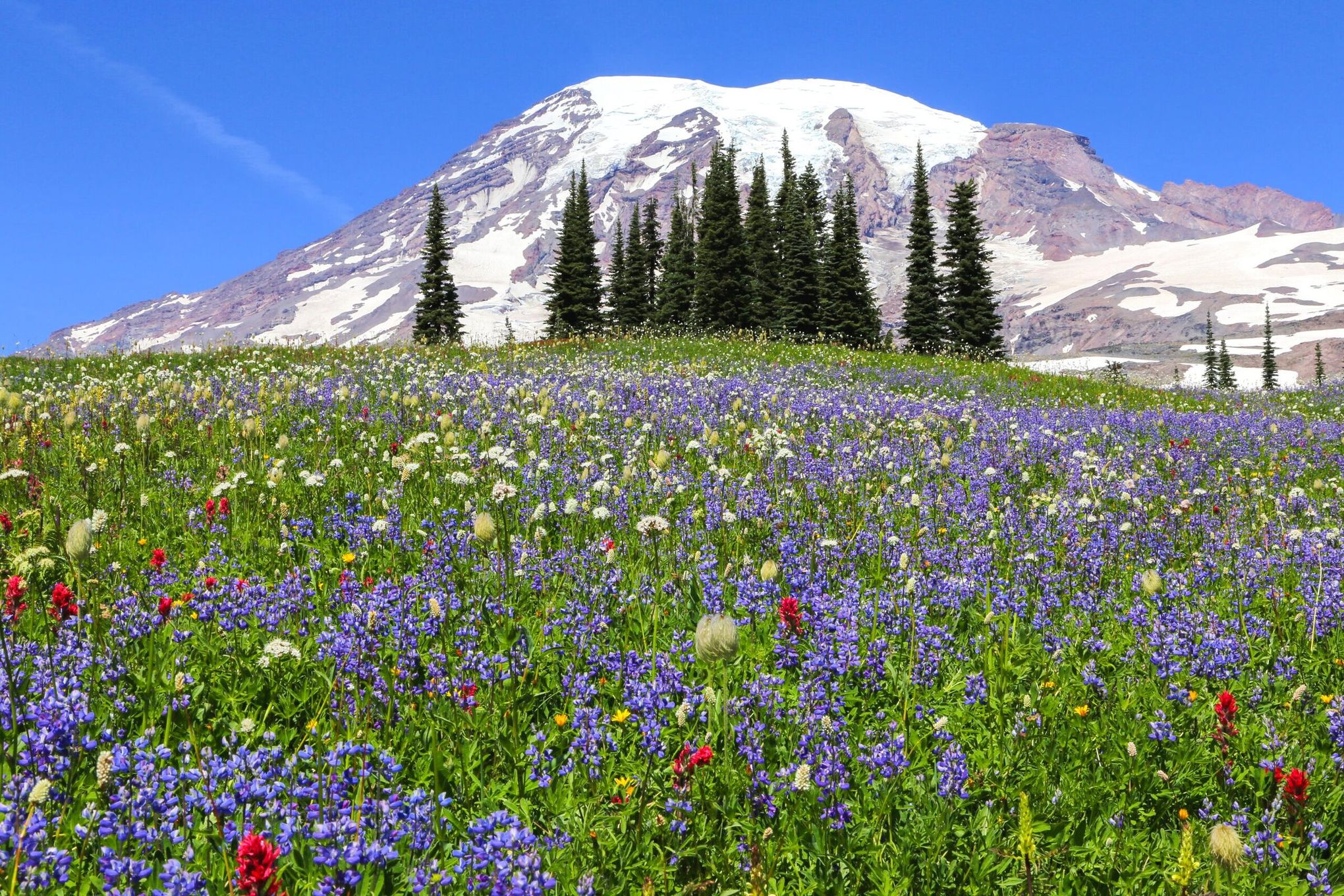 Mount Rainier National Park Flowers Mount Rainier National Park