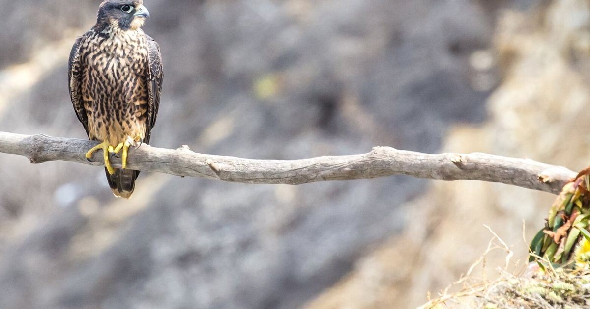 Peregrine falcons mount a comeback in Yosemite, thanks to rock climbers ...