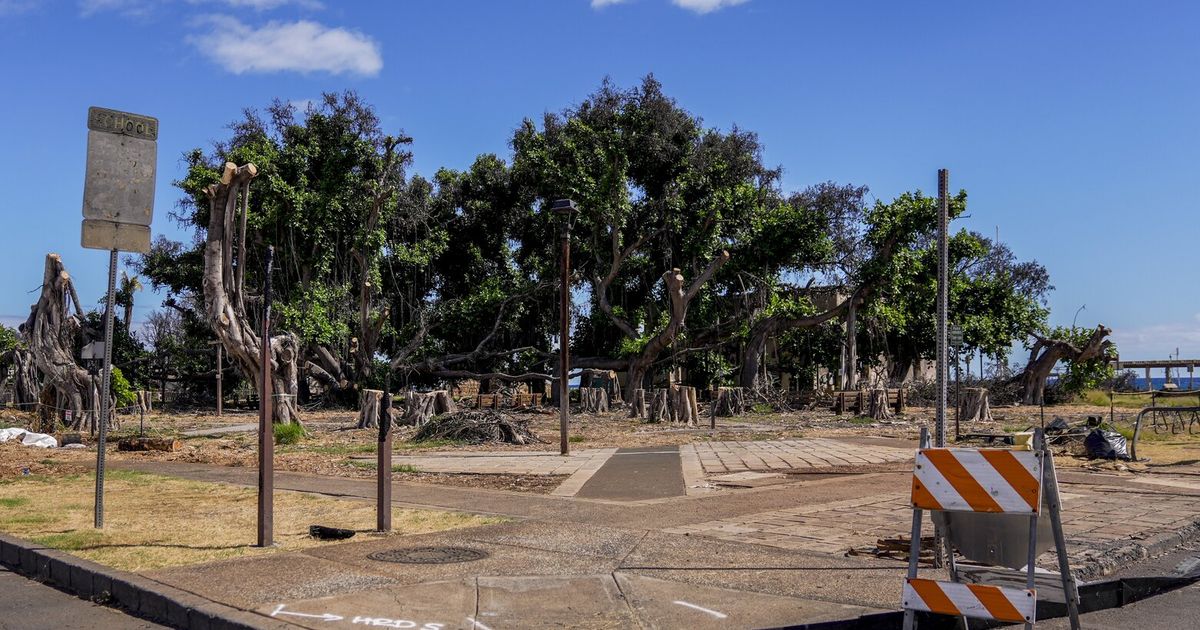 How Lahaina’s more than 150-year-old banyan tree is coming back to life ...