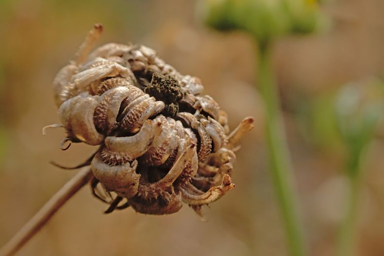 Perennial Seed Pods Photos Seed Pods And Perennials