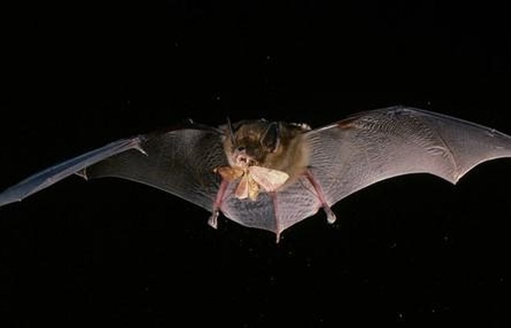 Bat Bites