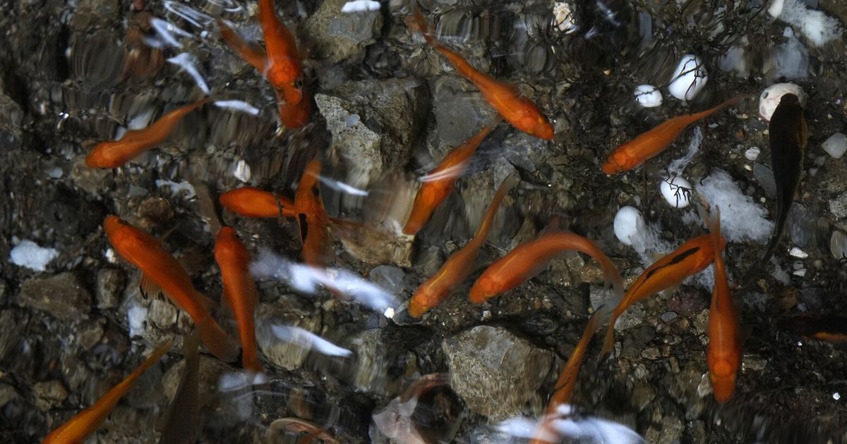 A homemade aquarium appeared in a Brooklyn tree bed. Then came the ...