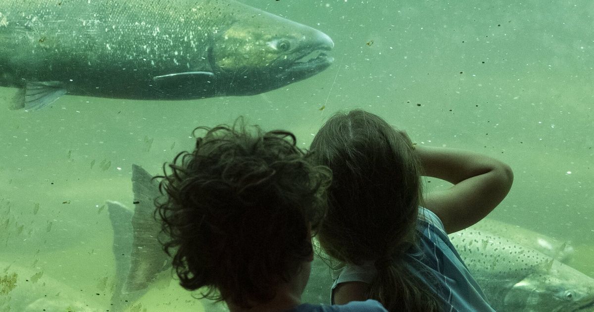 Chinook season at the Ballard Locks | The Seattle Times