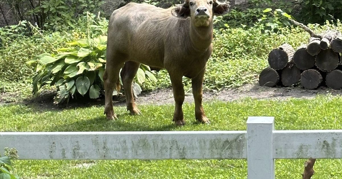 An injured and angry water buffalo is on the loose in Iowa | The ...
