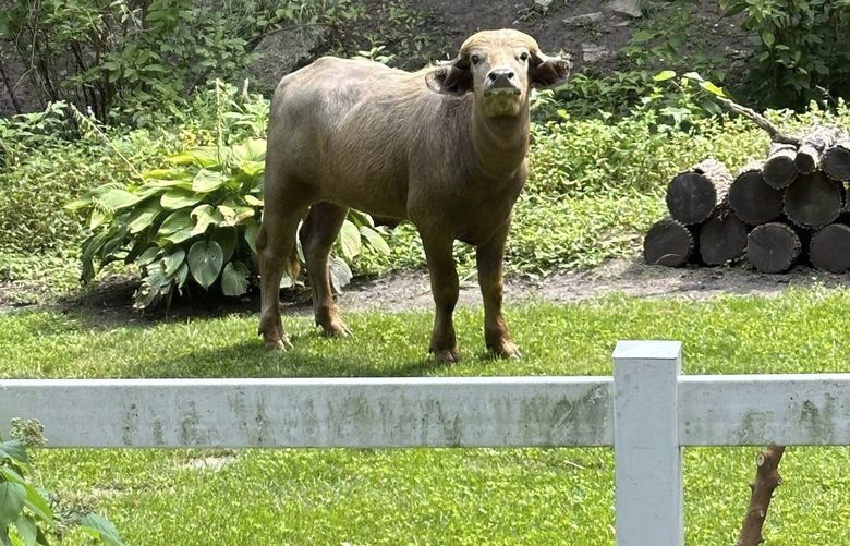 Water buffalo corralled days after it escaped in Iowa suburb and was ...