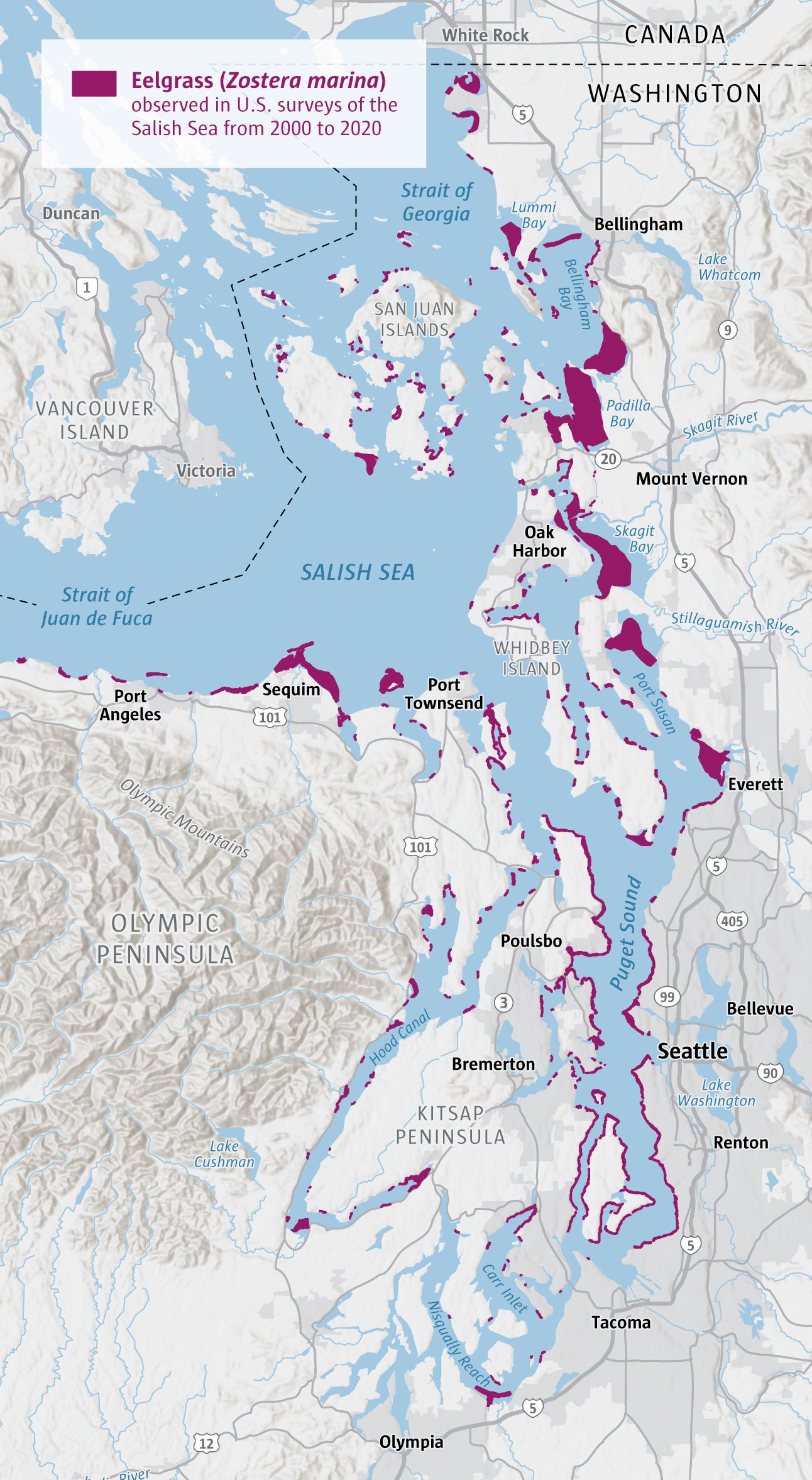Researchers discover eelgrass superpower in Puget Sound | The Seattle Times