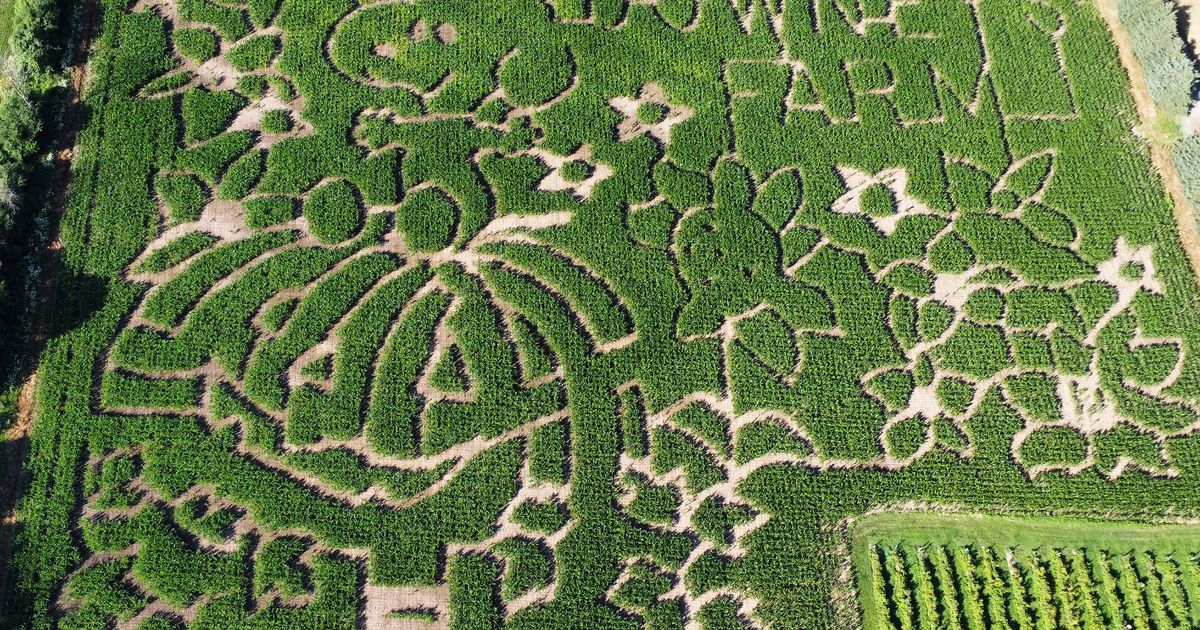 Farmers honor ‘Peanuts’ creator Charles M. Schulz with corn mazes ...
