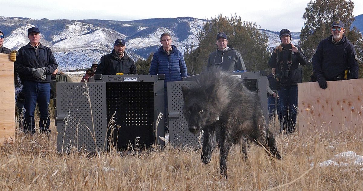 Wolf pack blamed in Colorado livestock attacks is captured and will be ...