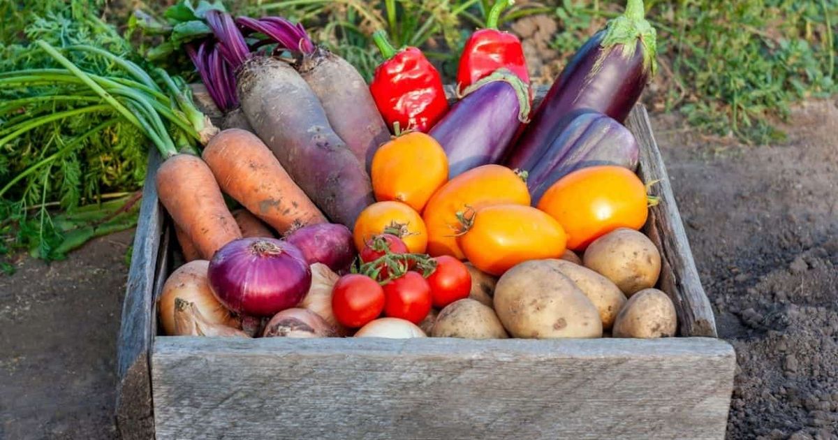 Cool crops for cool weather: Pro gardening secrets for fall gardening ...