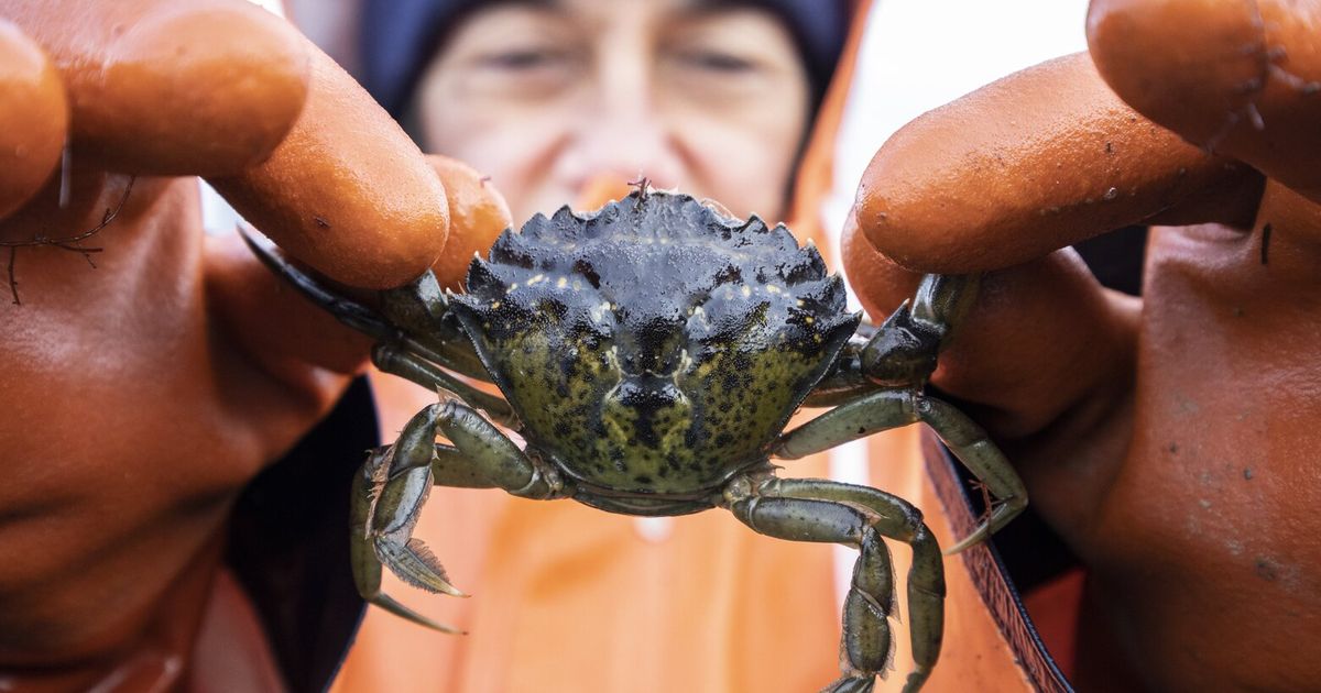 No end in sight for WA’s battle against invasive green crabs | The ...