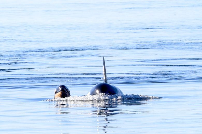 Newborn Orca