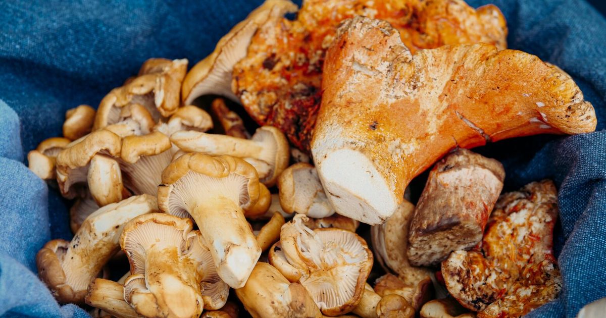 Want to forage for mushrooms this fall? Here’s what to know | The ...