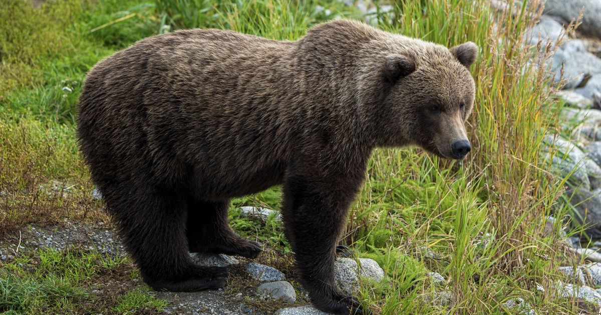 The chunkiest of chunks face off in Alaska’s Fat Bear Week | The ...