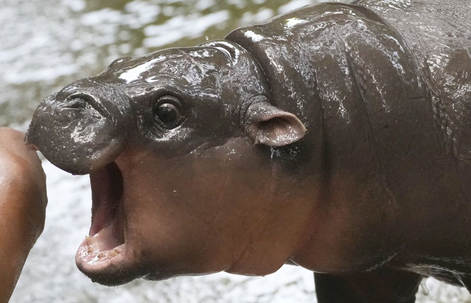 Thailand’s baby pygmy hippo Moo Deng now has an official song in 4 ...